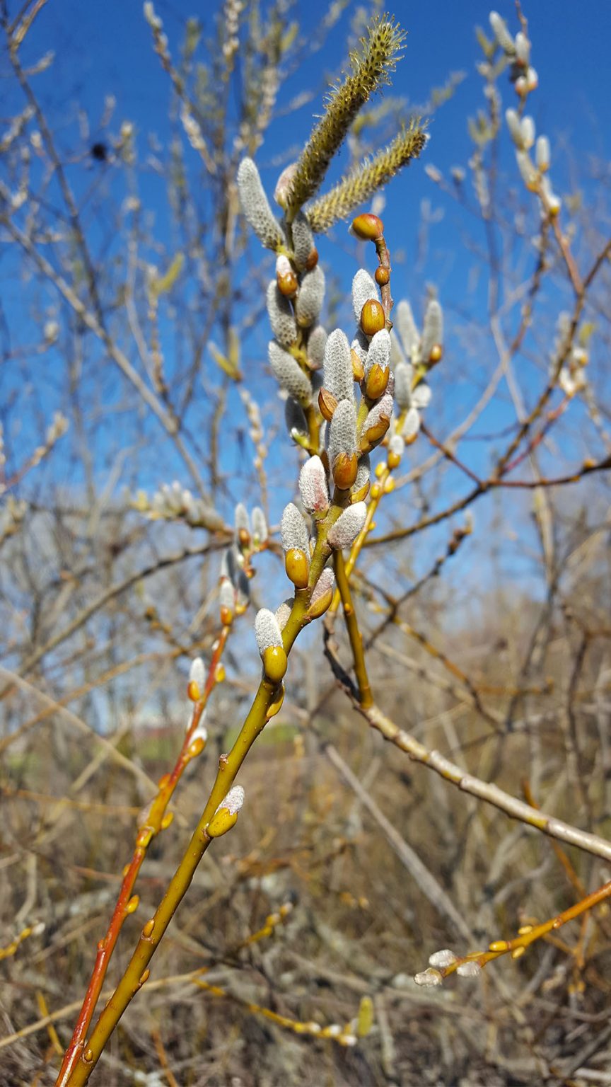 Salix Species - Willows of the Wetlands - Rocklin Wetlands
