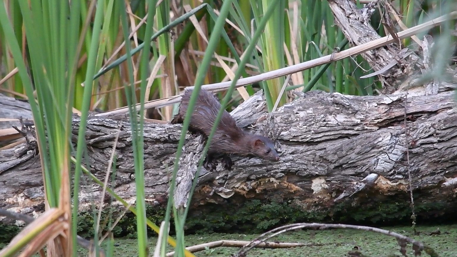 American Mink (Neogale vison) - Rocklin Wetlands