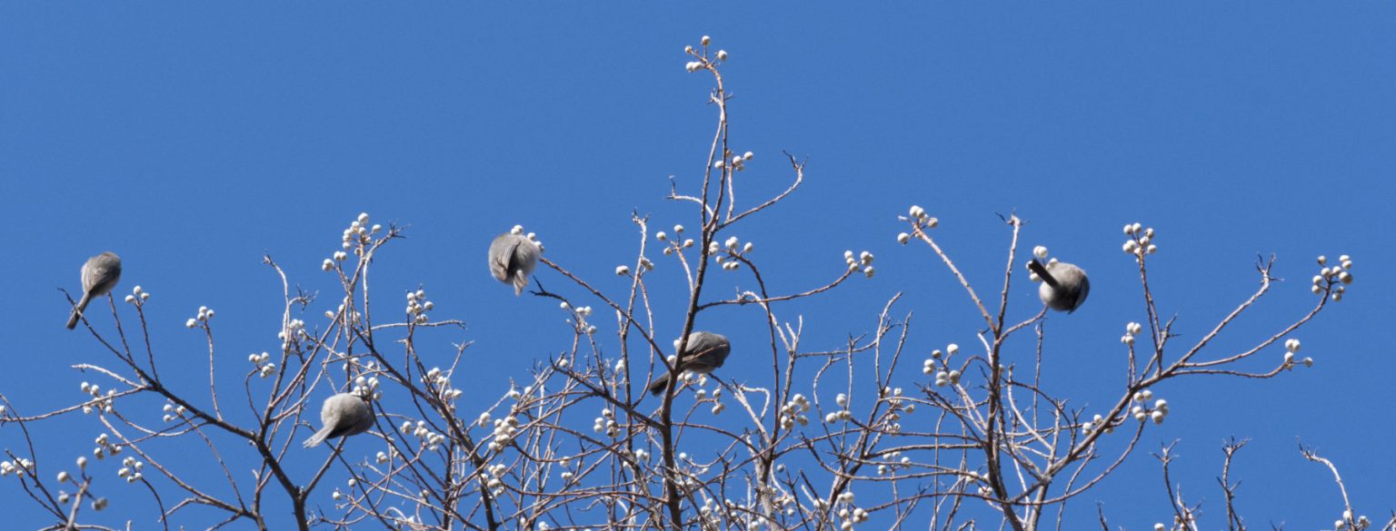 A non-native Tallow Tree, Benjamin Franklin, & the "Butter-Butt" bird ...