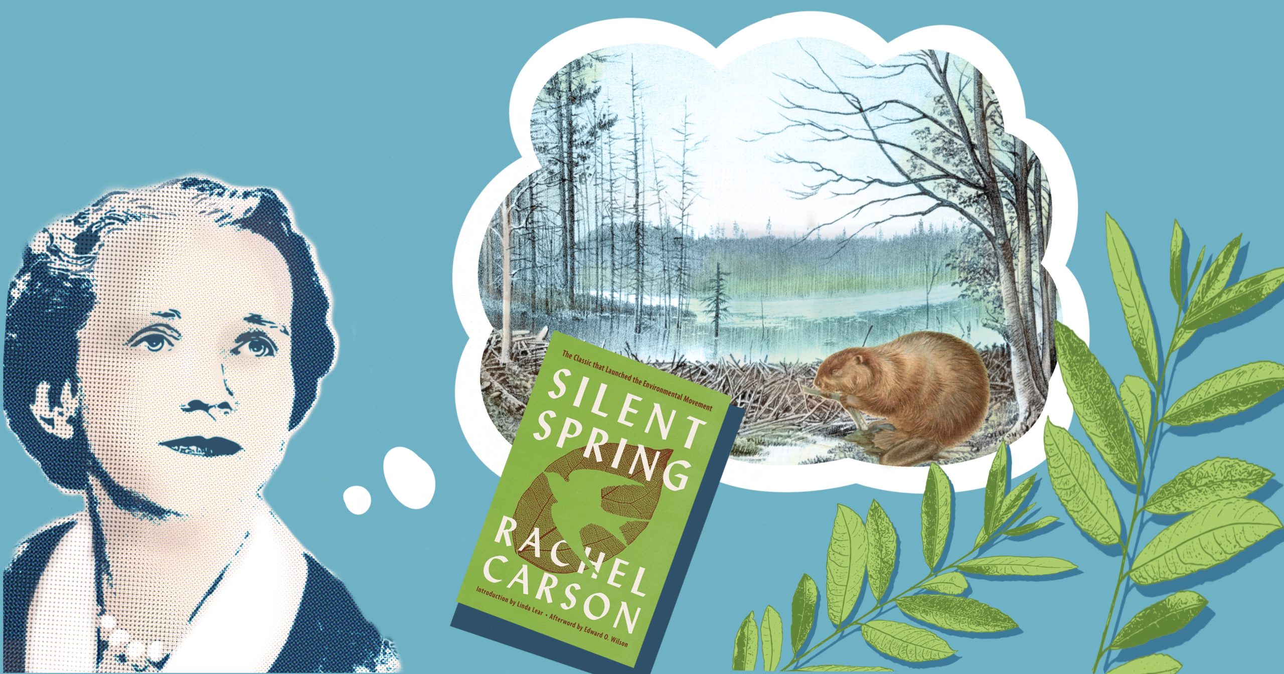 "Silent Stream" - Rachel Carson knew how important beavers & willows ...